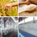 Understanding the Modern Rice Milling Process: From Harvest to ...