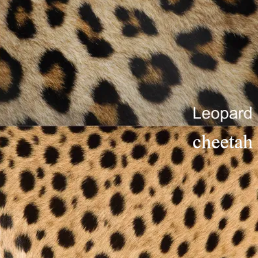 Understanding Cheetah vs Leopard Print: The Differences and Their ...